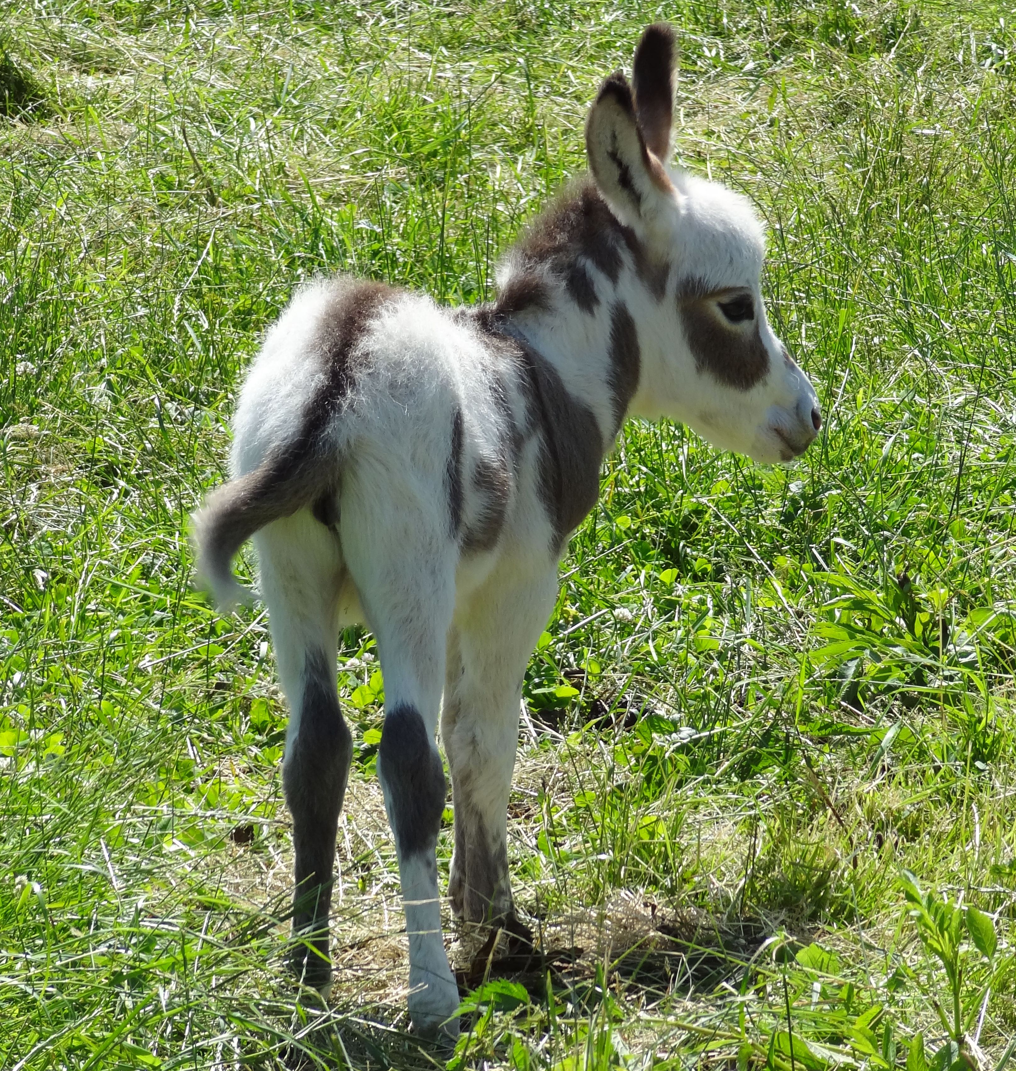A Vendre - Les minis-ânes Derivery