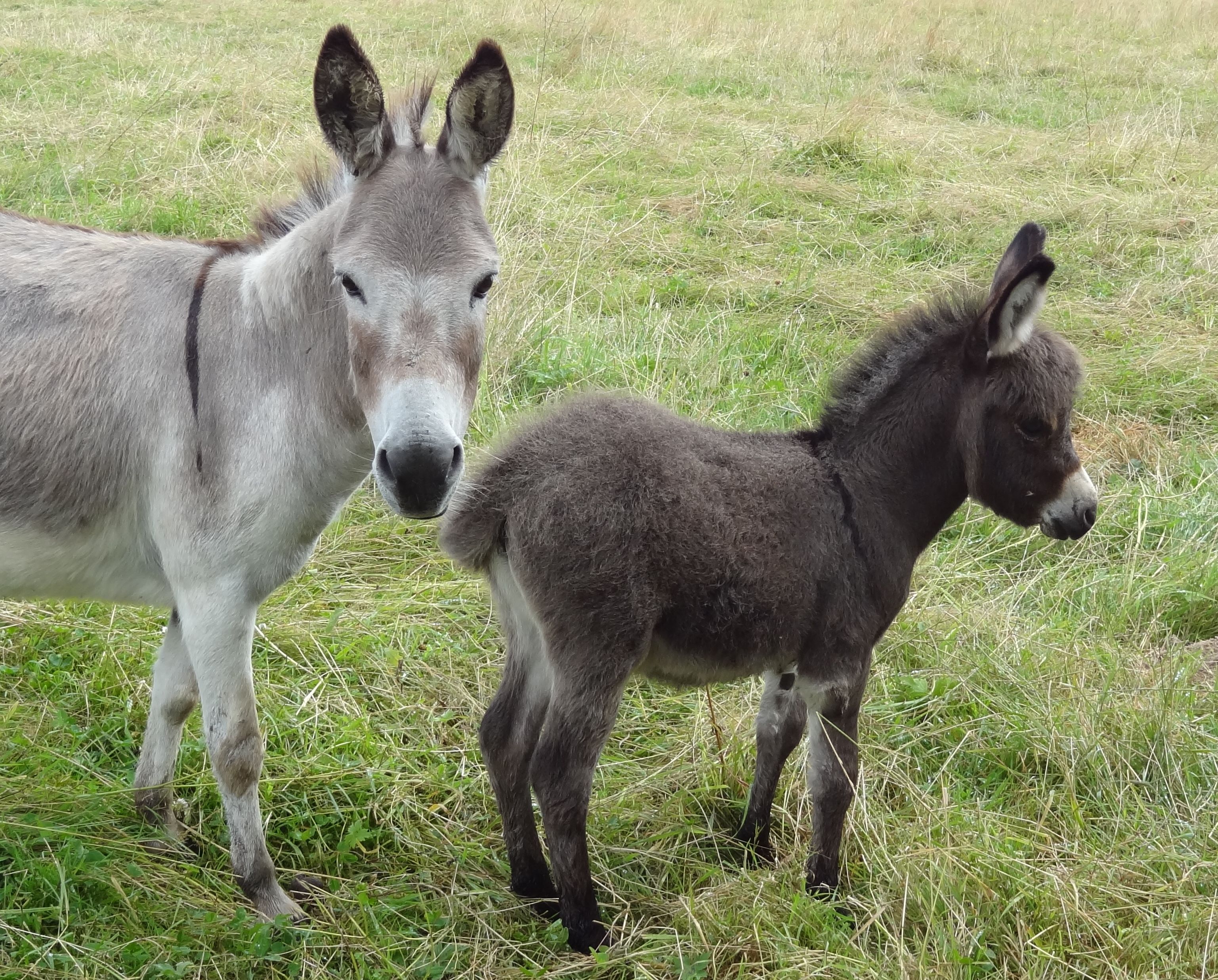 Vente d'ânes miniatures | Les minis-ânes Derivery