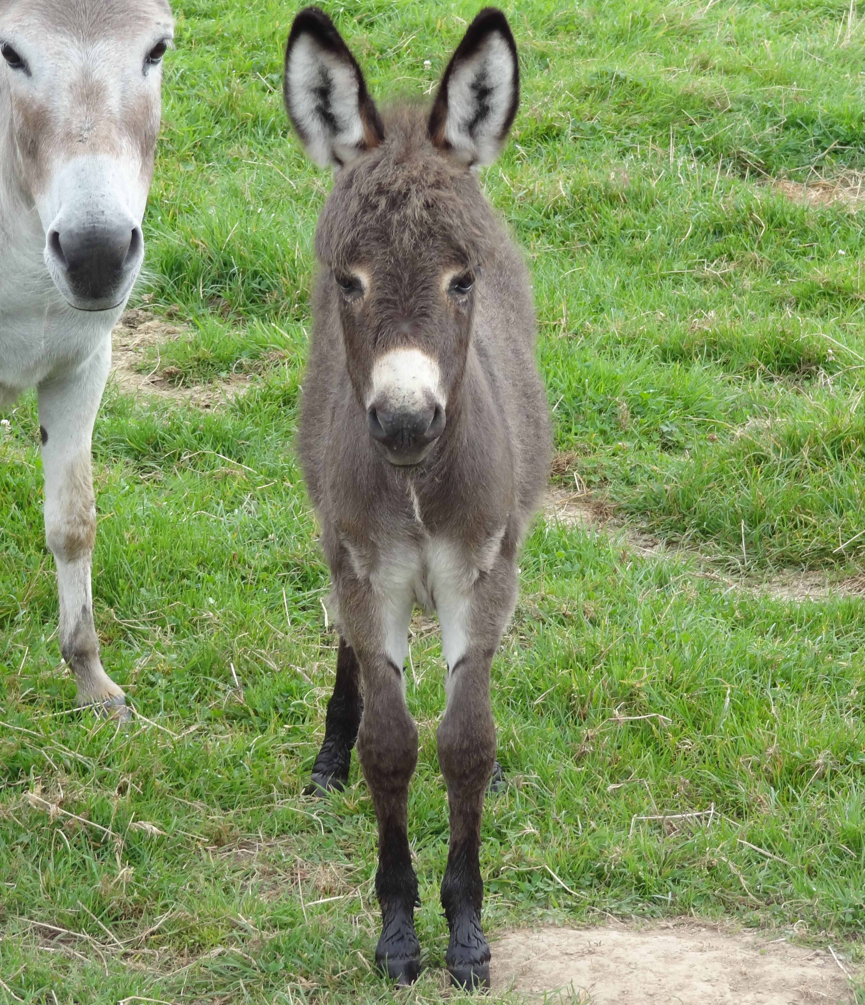 Vente d'ânes miniatures | Les minis-ânes Derivery