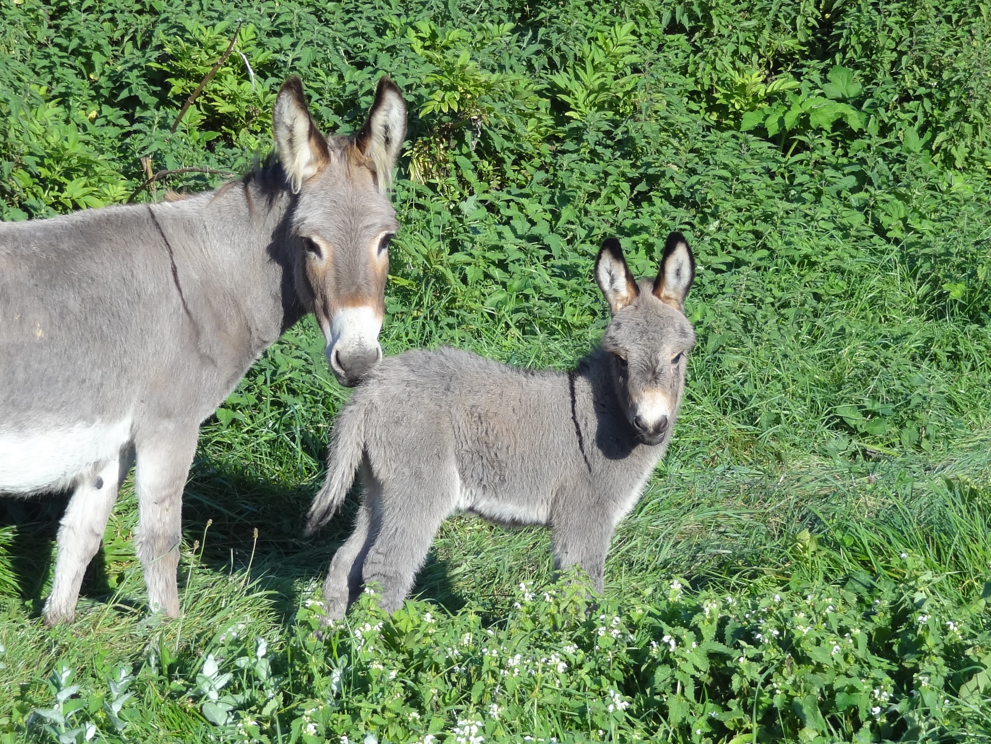 A Vendre - Les minis-ânes Derivery