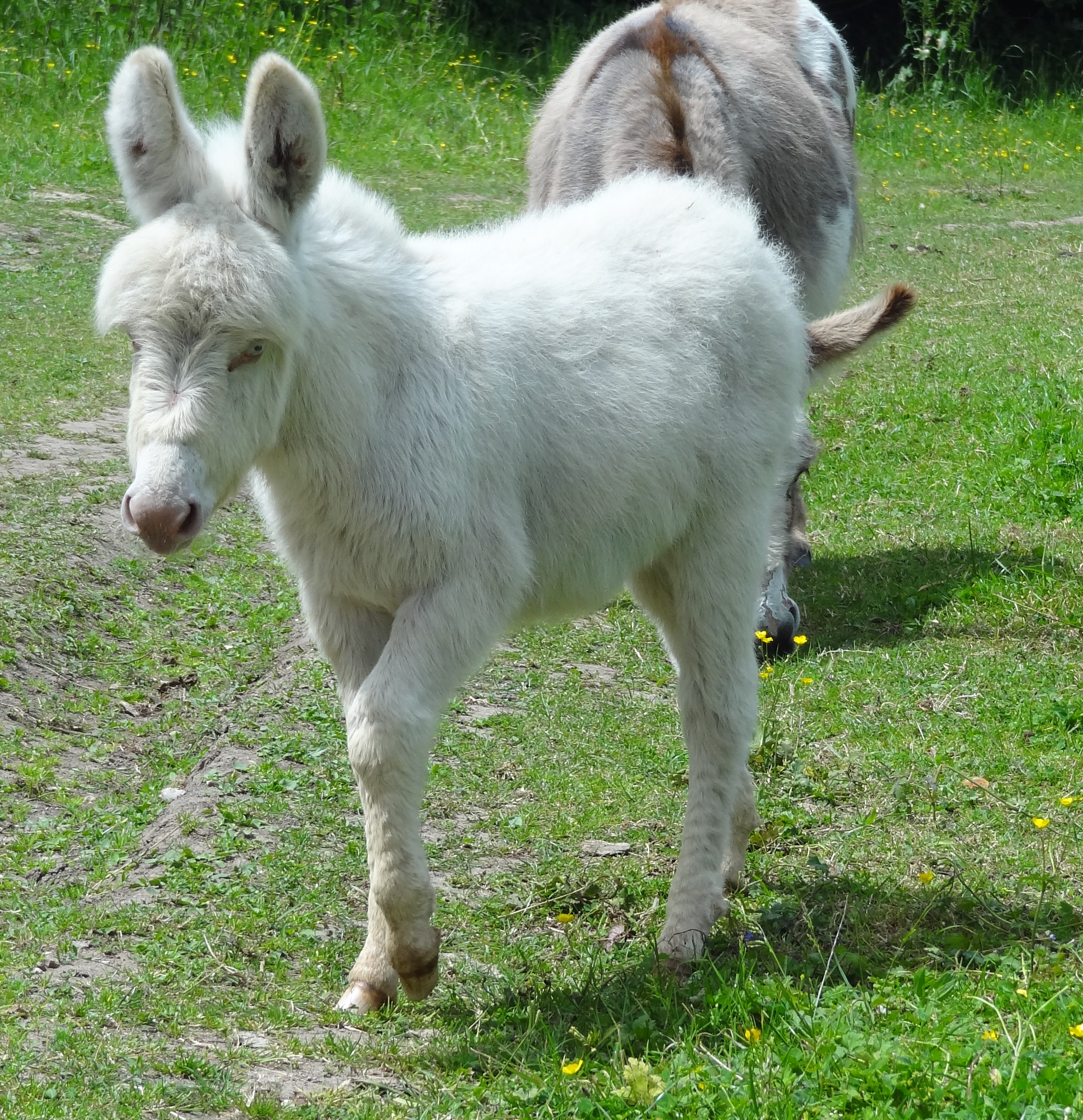 Vente d'ânes miniatures | Les minis-ânes Derivery