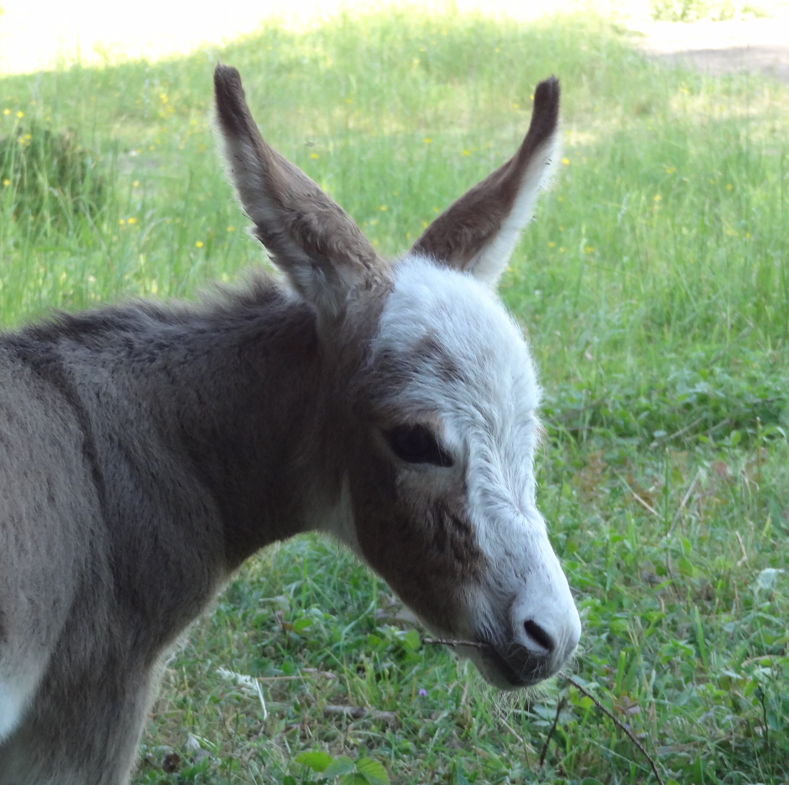 Les naissances | Les minis-ânes Derivery