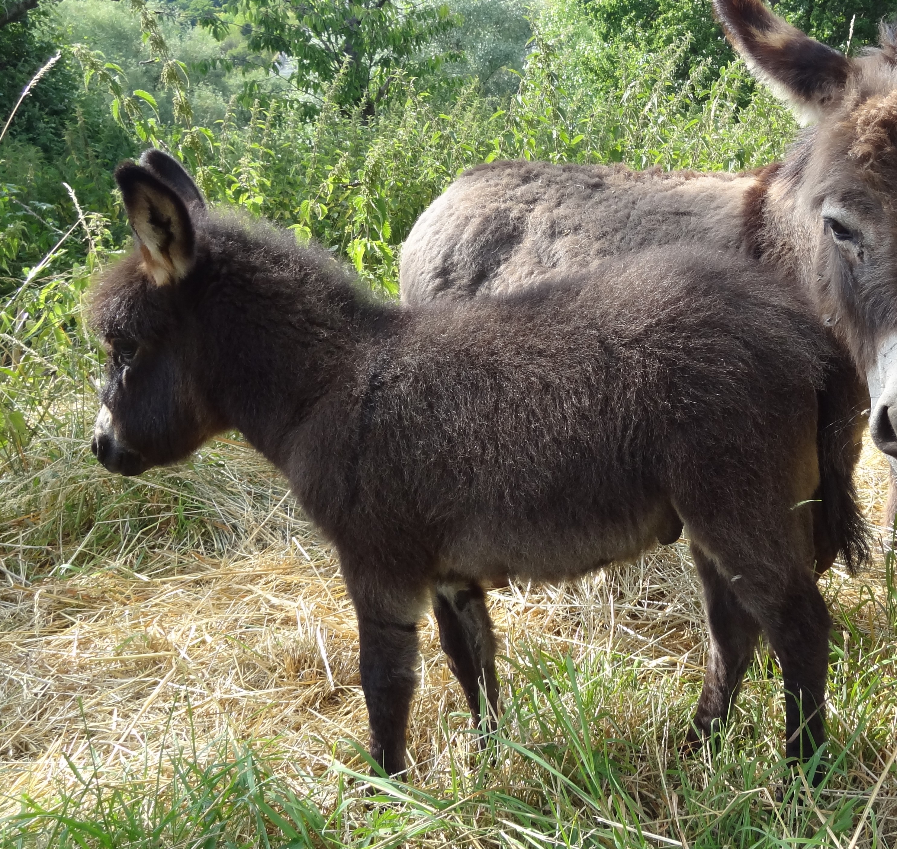 Vente d'ânes miniatures | Les minis-ânes Derivery