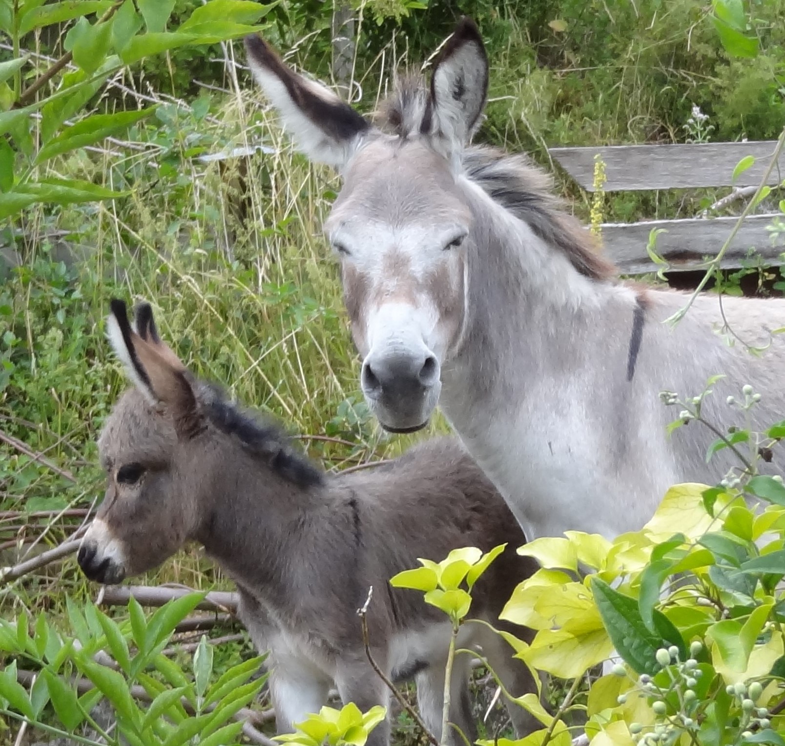 Les naissances | Les minis-ânes Derivery