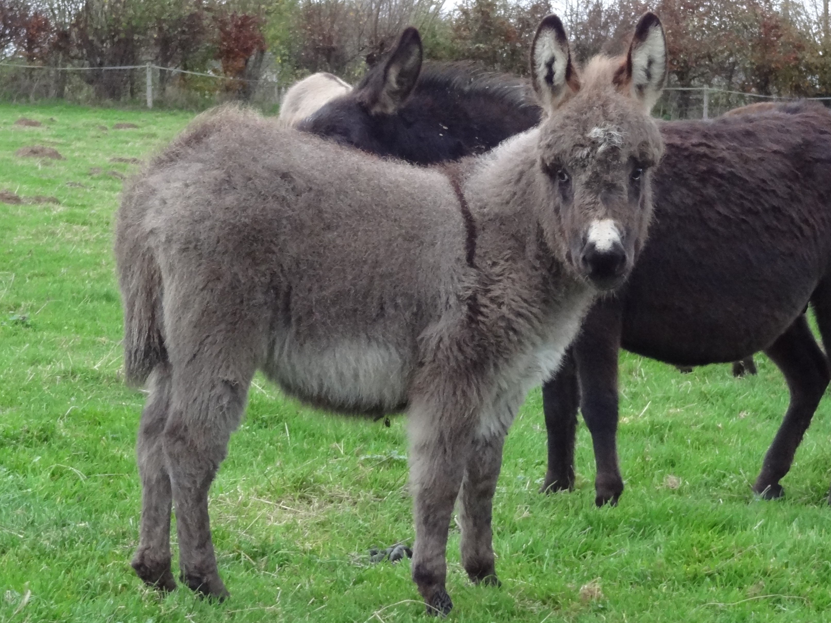 Vente d'ânes miniatures | Les minis-ânes Derivery