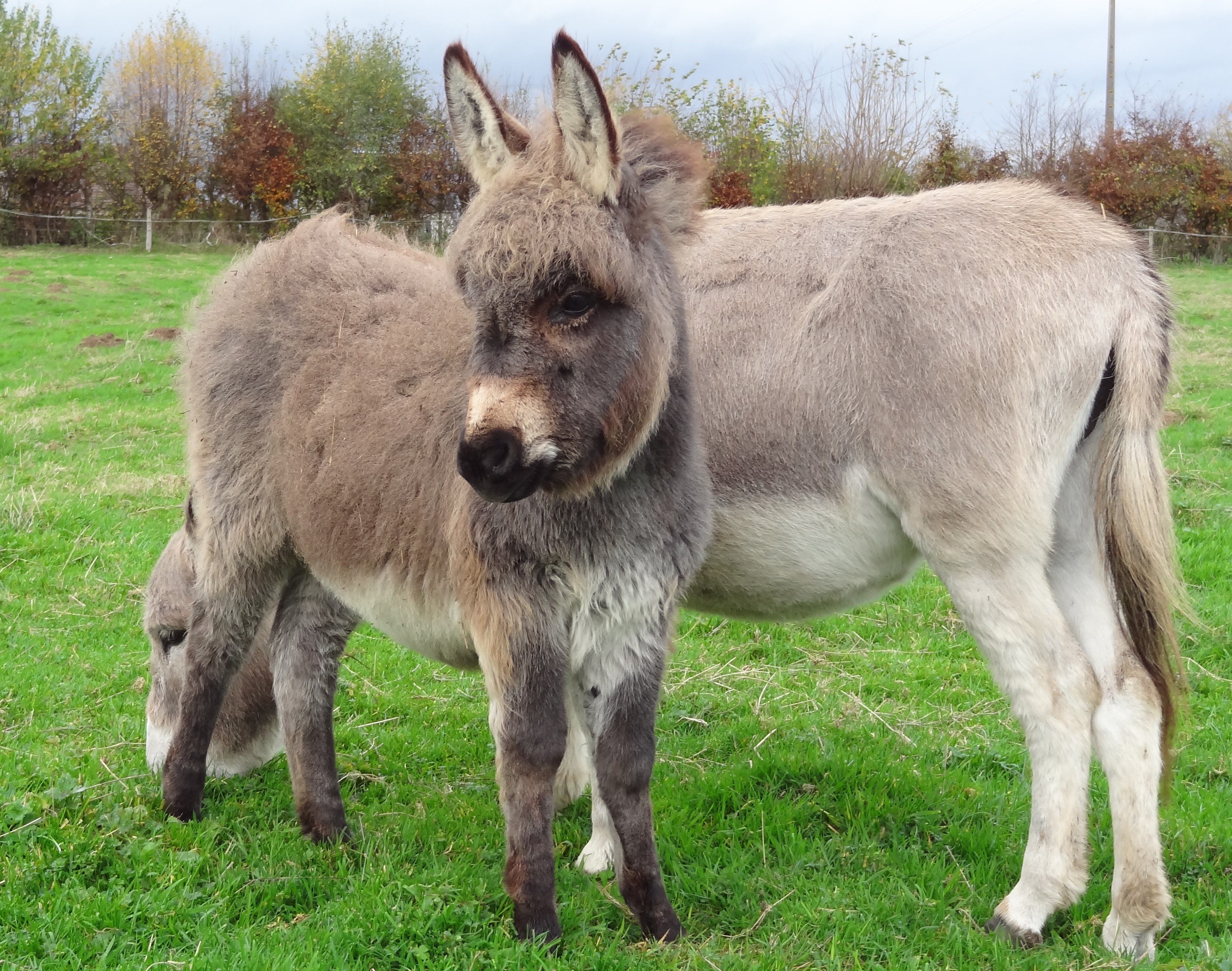 Vente d'ânes miniatures | Les minis-ânes Derivery