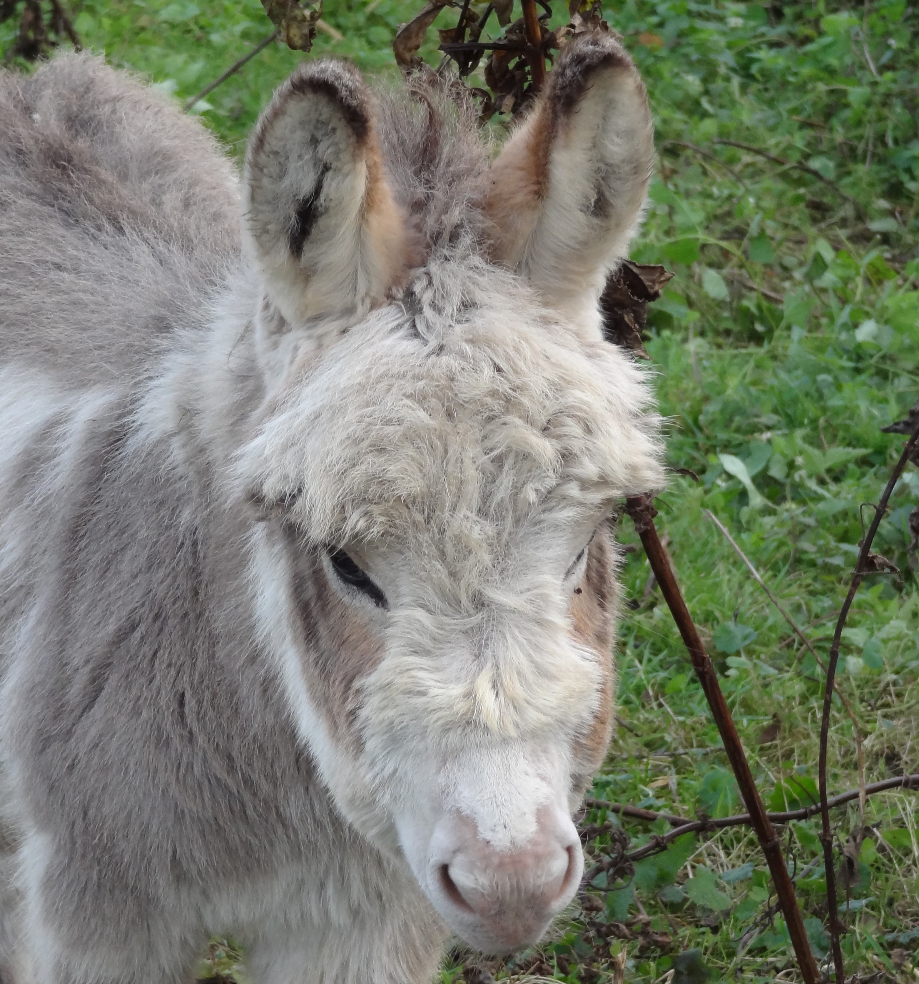 Vente d'ânes miniatures | Les minis-ânes Derivery