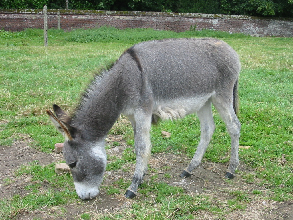 Les ânnesses | Les minis-ânes Derivery