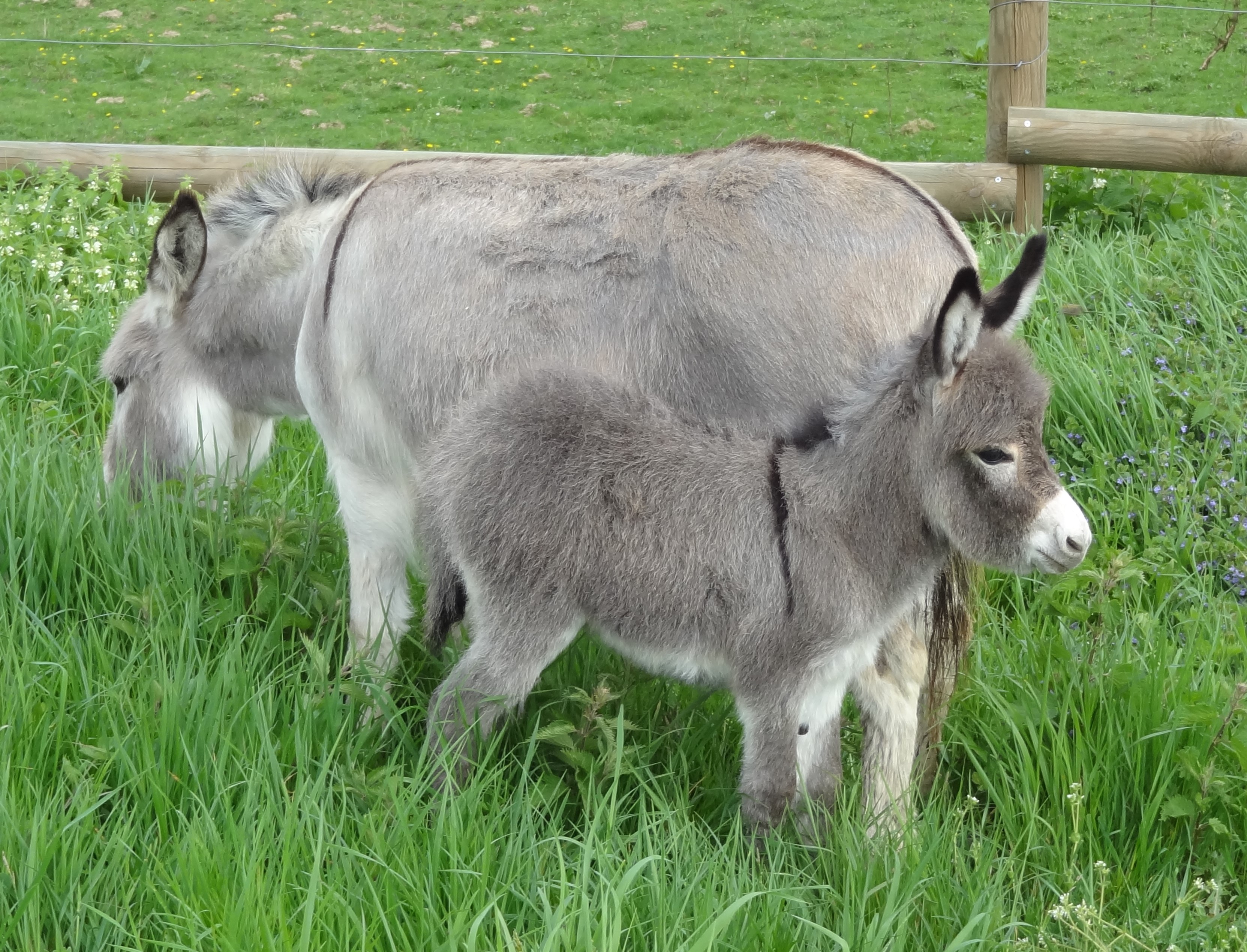 Vente d'ânes miniatures | Les minis-ânes Derivery